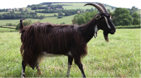 Races de chèvres et élevages de chèvres en France | Soignon