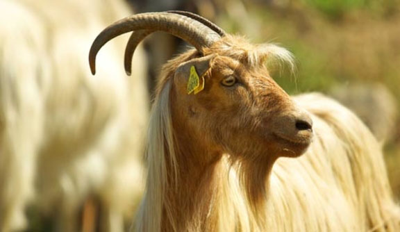 Races de chèvres et élevages de chèvres en France | Soignon