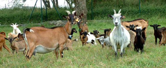 Races de chèvres et élevages de chèvres en France | Soignon