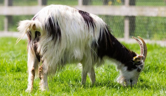 Races de chèvres et élevages de chèvres en France | Soignon