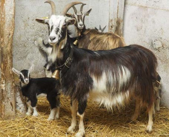 Races de chèvres et élevages de chèvres en France | Soignon