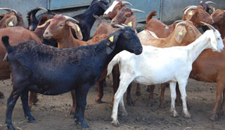 Races de chèvres et élevages de chèvres en France | Soignon